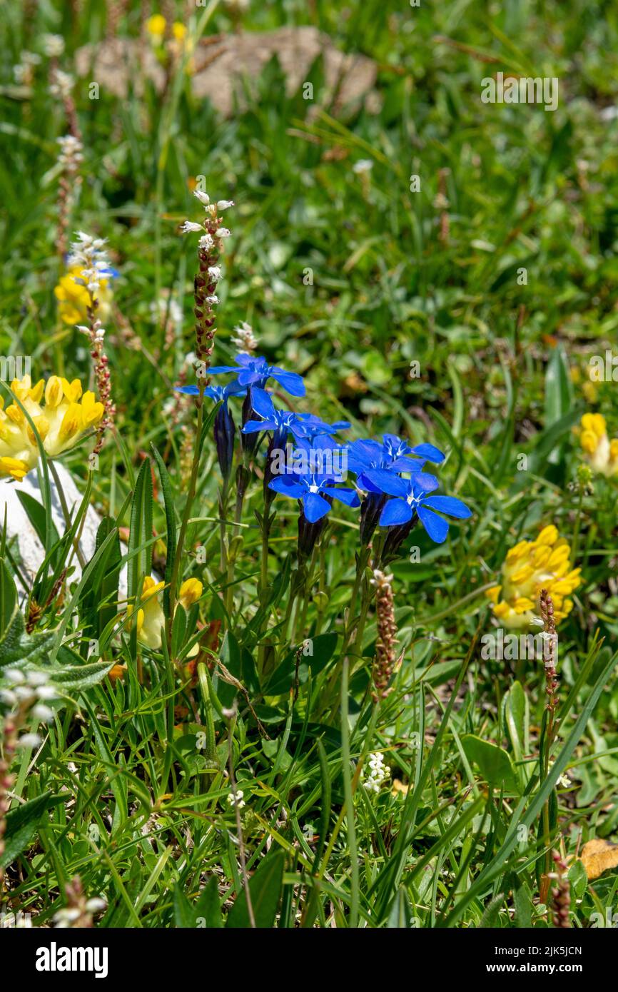 Blooming Gentiana verna in the summer. Flowering blue spring gentian in ...