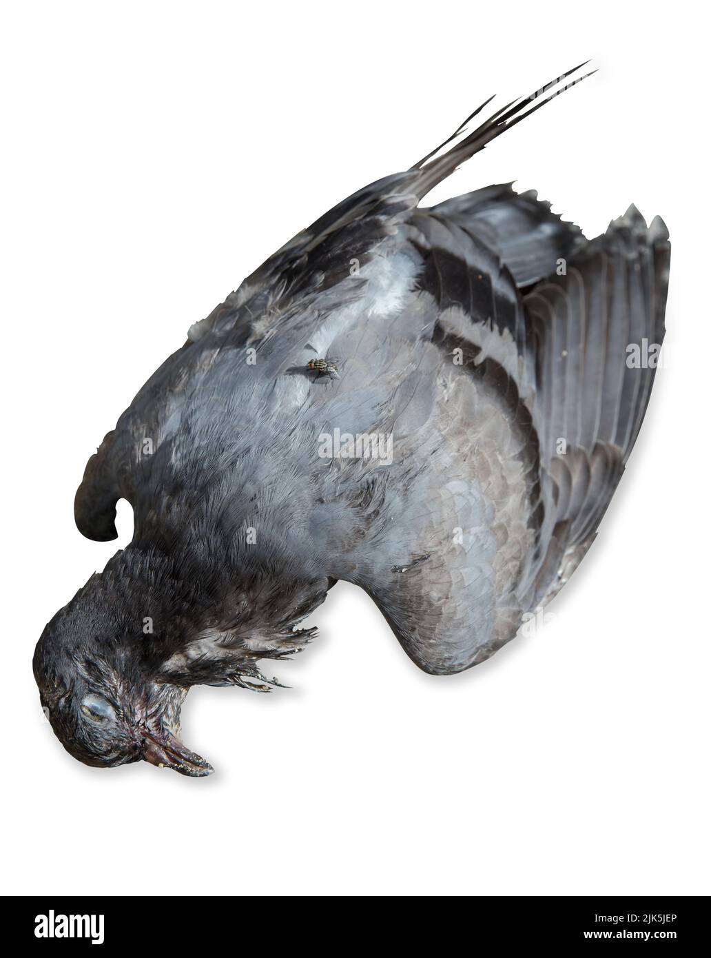 Accident die Cut Out Stock Images & Pictures - Alamy