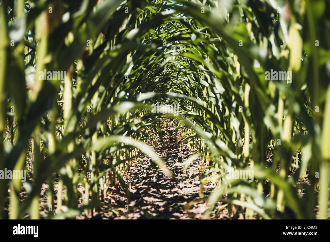 Grain land hi-res stock photography and images - Alamy