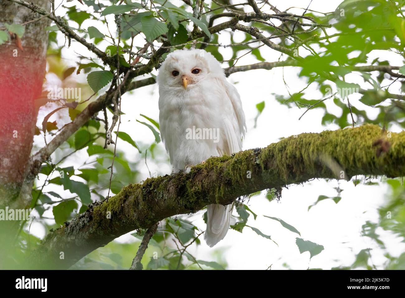 White Barred Owl