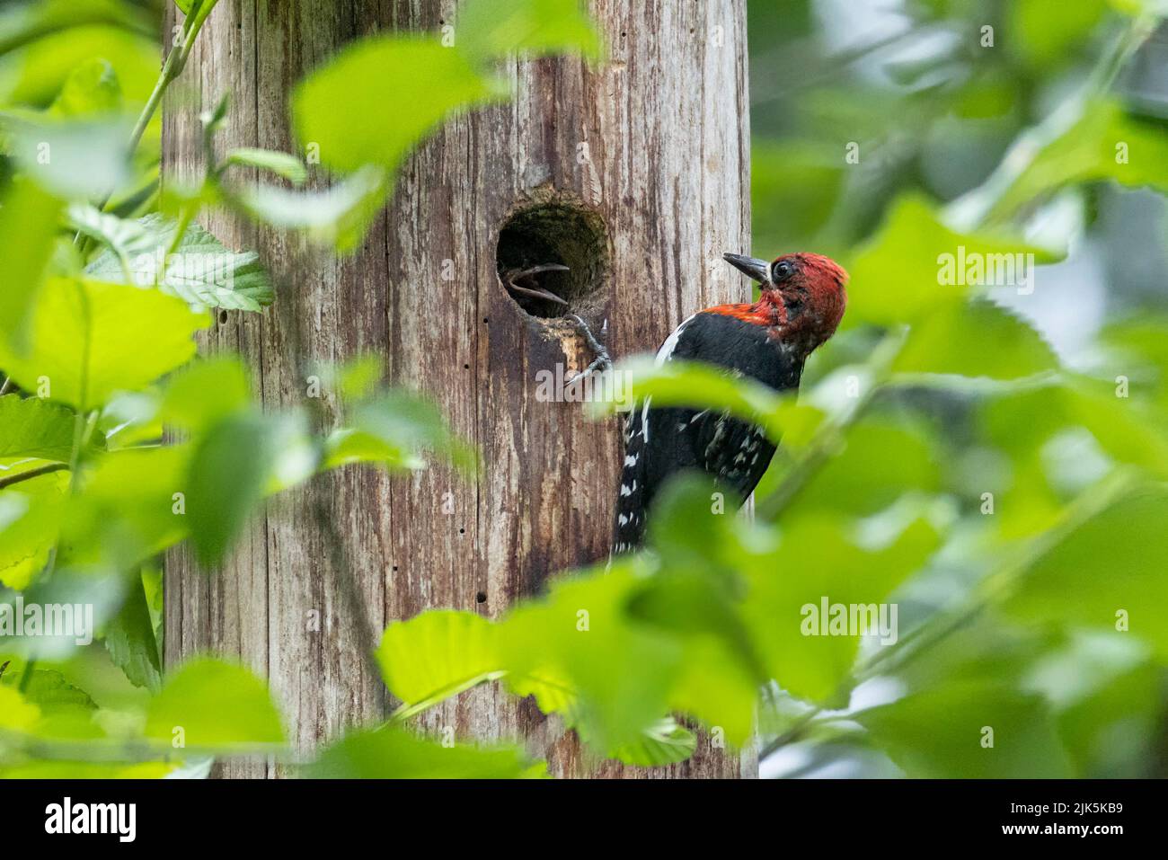 British fledgling birds hi-res stock photography and images - Alamy