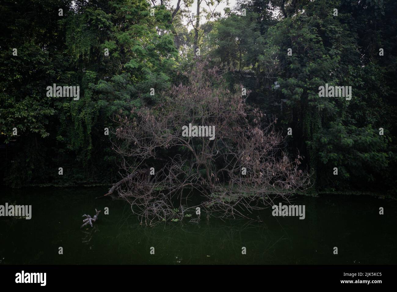 Dried tree lay down near the waterside with green forest background ...