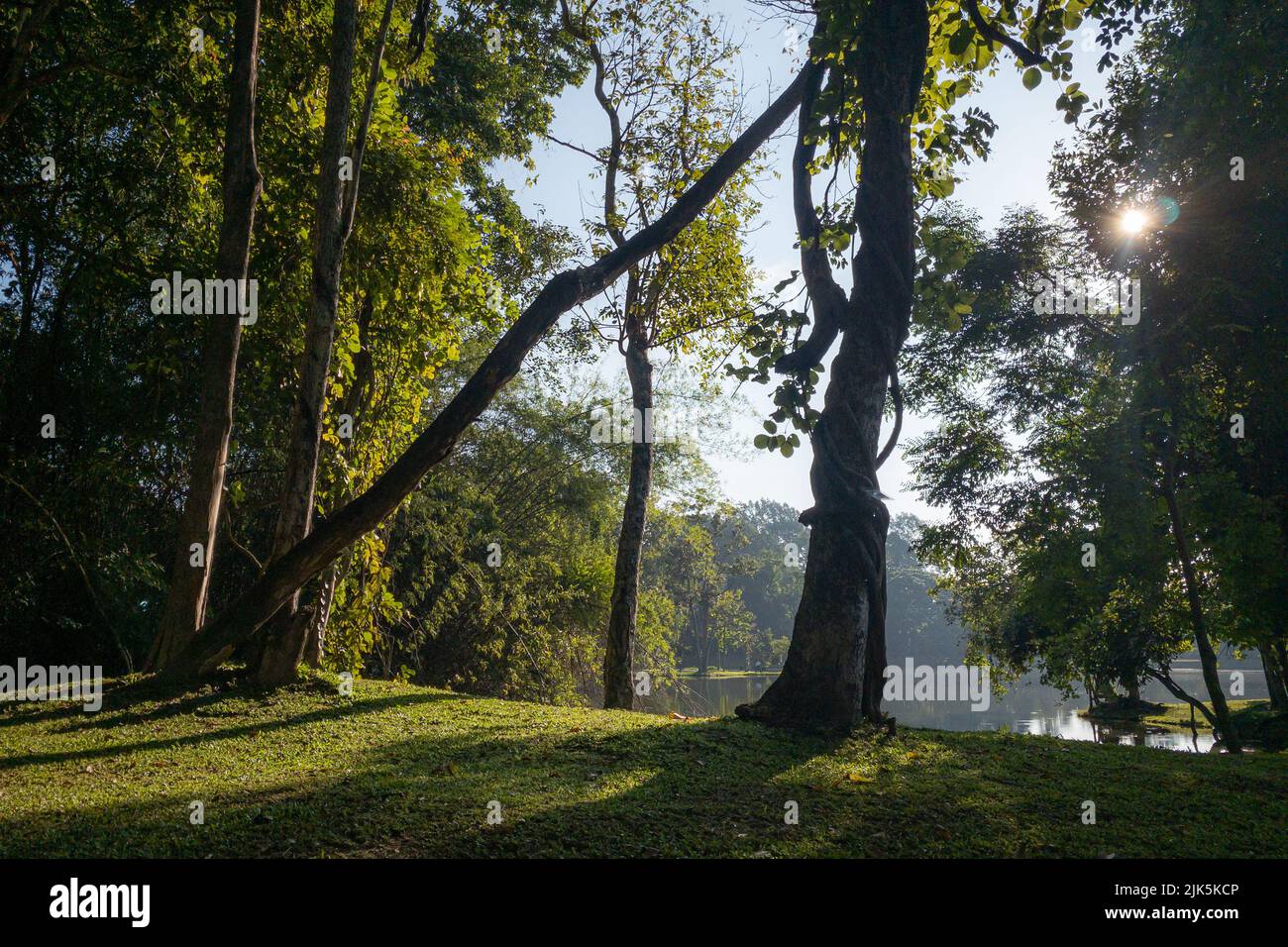 Green field with big trees forest in the park with sunrise morning ...