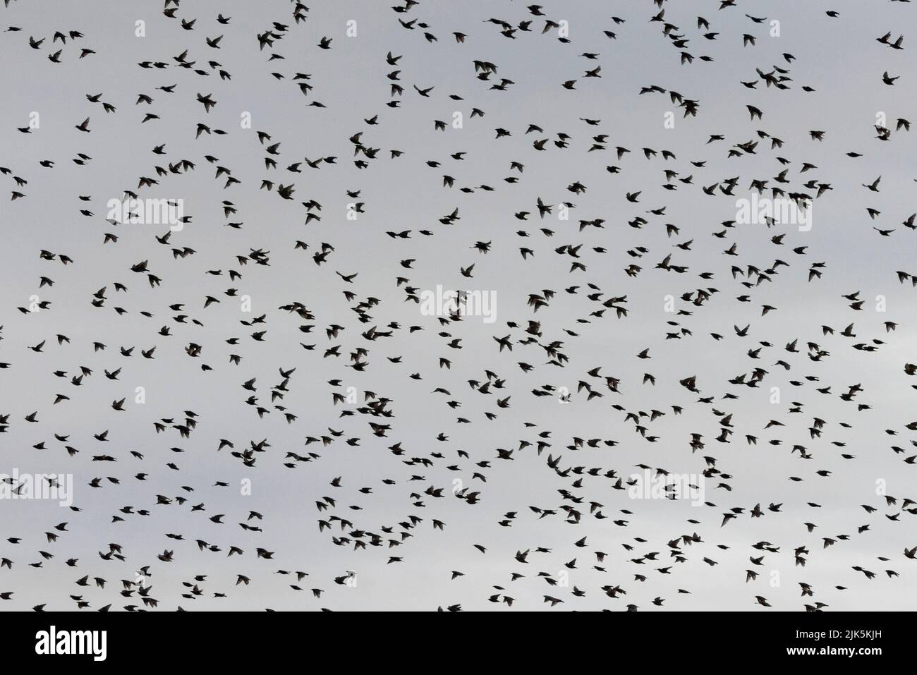 starlings murmuration birds at Richmond BC Canada Stock Photo - Alamy