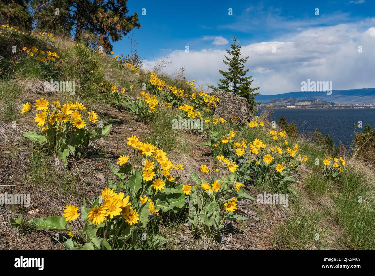 Arrowleaf balsamroot spring wildflowers frowing in the hills above ...