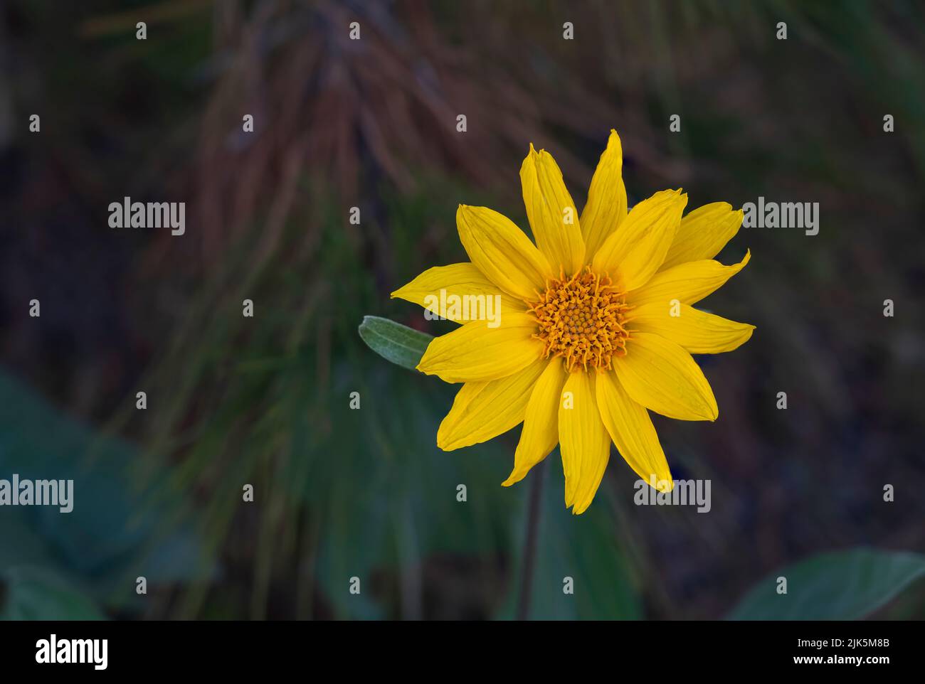 Arrowleaf balsamroot spring wildflowers frowing in the hills above ...