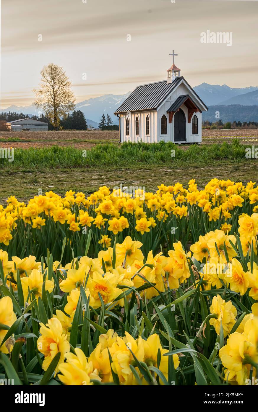 A small church near a field of tulips and daffodils blooming at the ...