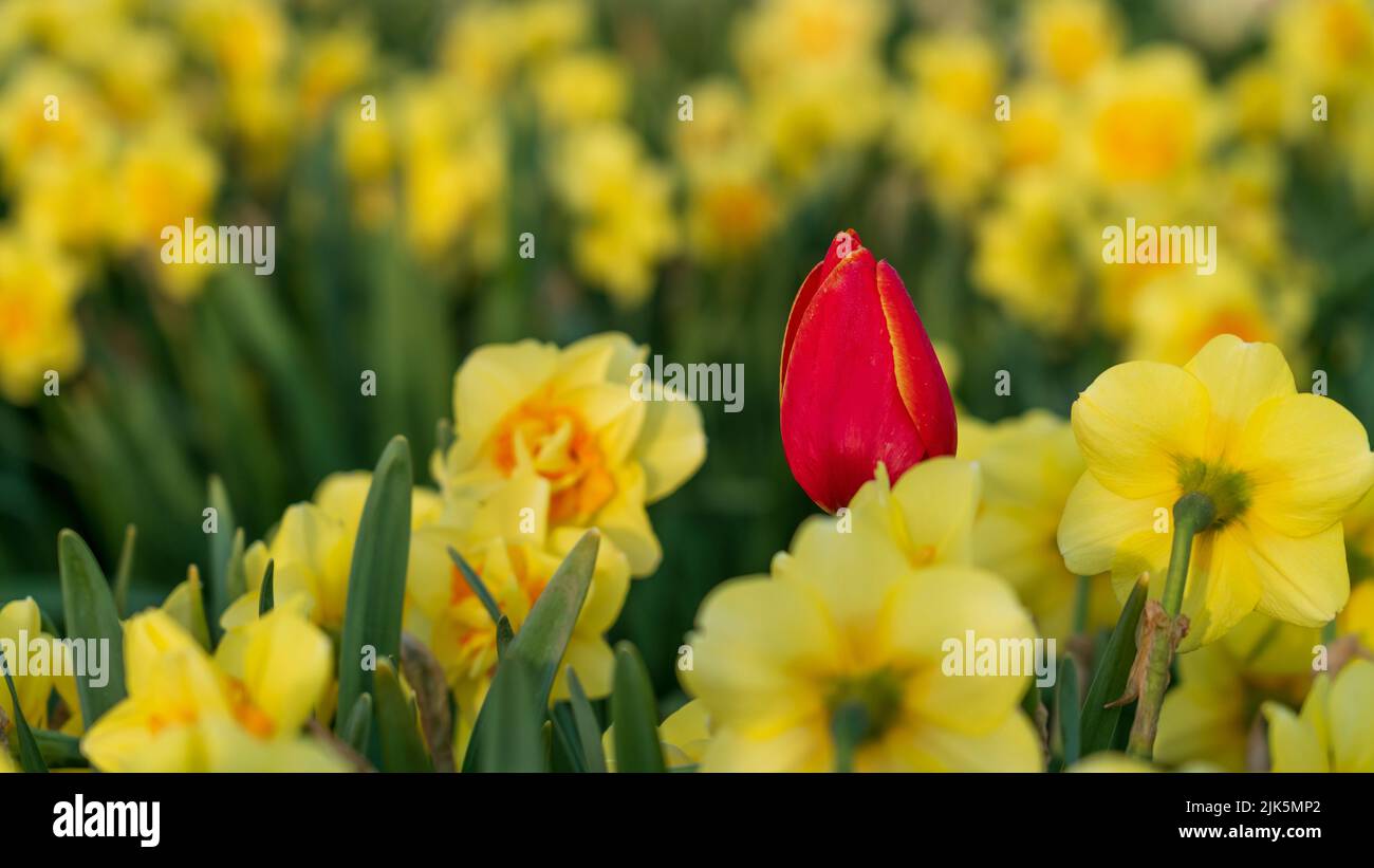 Fields of tulips and daffodils blooming at the Chilliwack Tulip ...