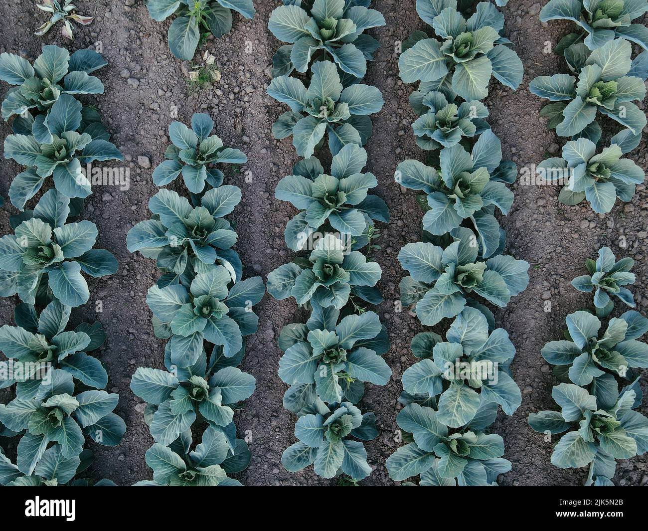 Fresh green cabbage in the farm field. Landscape aerial view of a ...