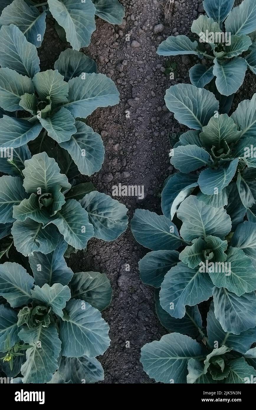 Fresh green cabbage in the farm field. Landscape aerial view of a ...