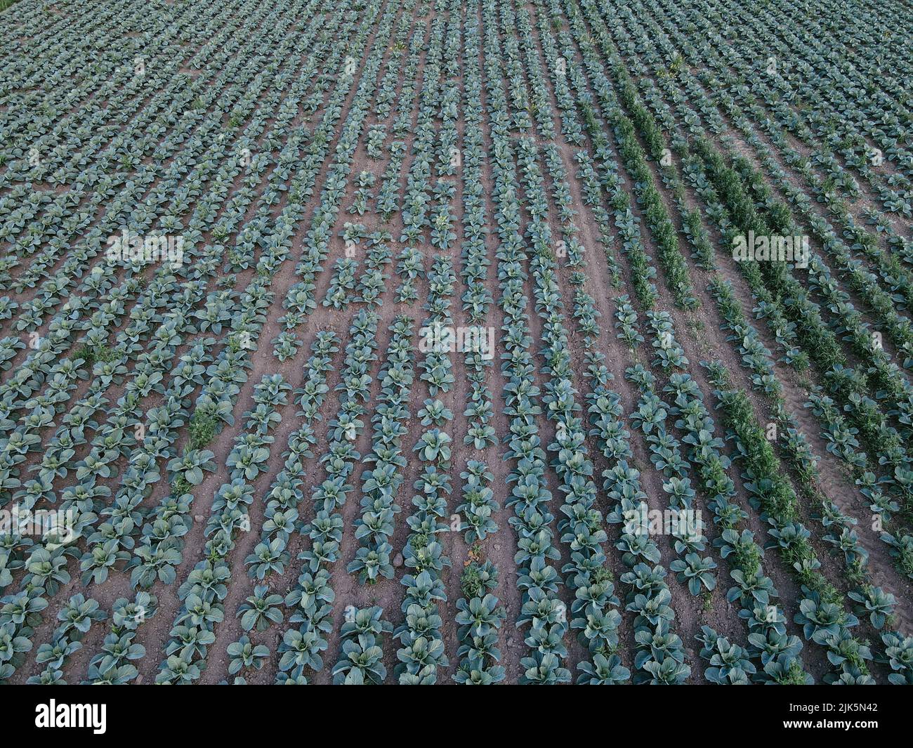 Fresh green cabbage in the farm field. Landscape aerial view of a ...