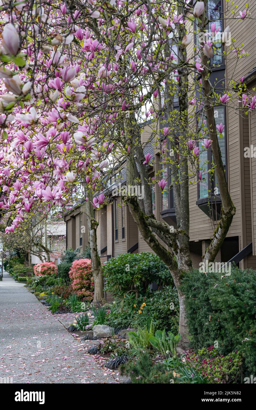Cherry blossom trees blooming along the street in Vancouver, British ...