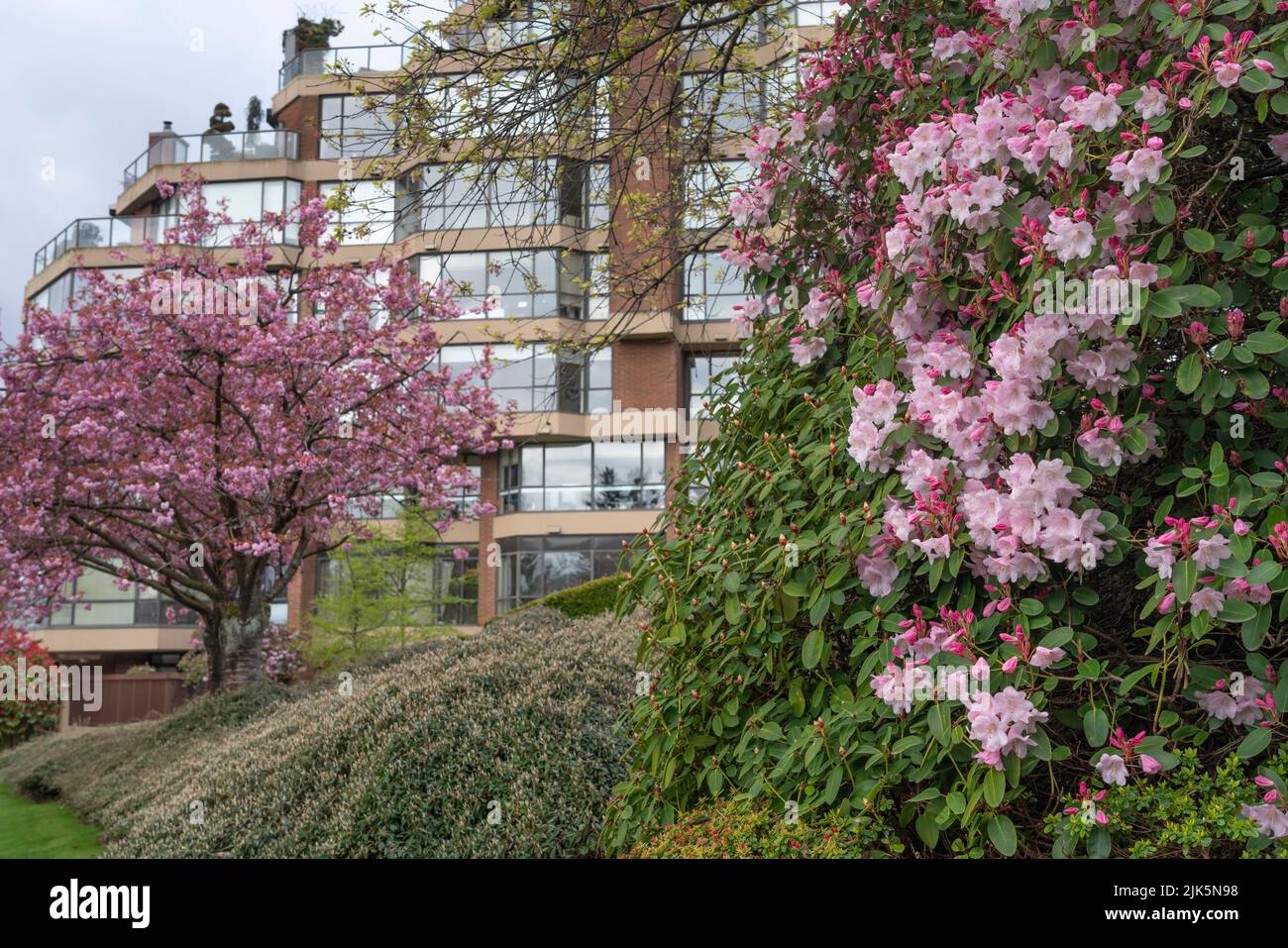 Cherry blossom trees blooming along the street in Vancouver, British ...