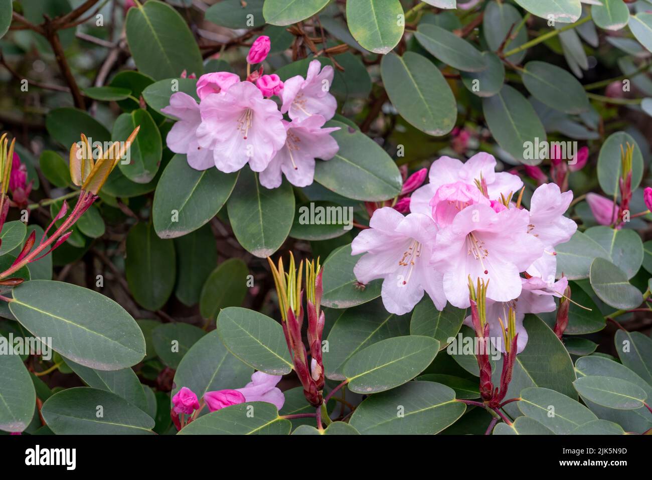 British seasonal flowers hi-res stock photography and images - Alamy