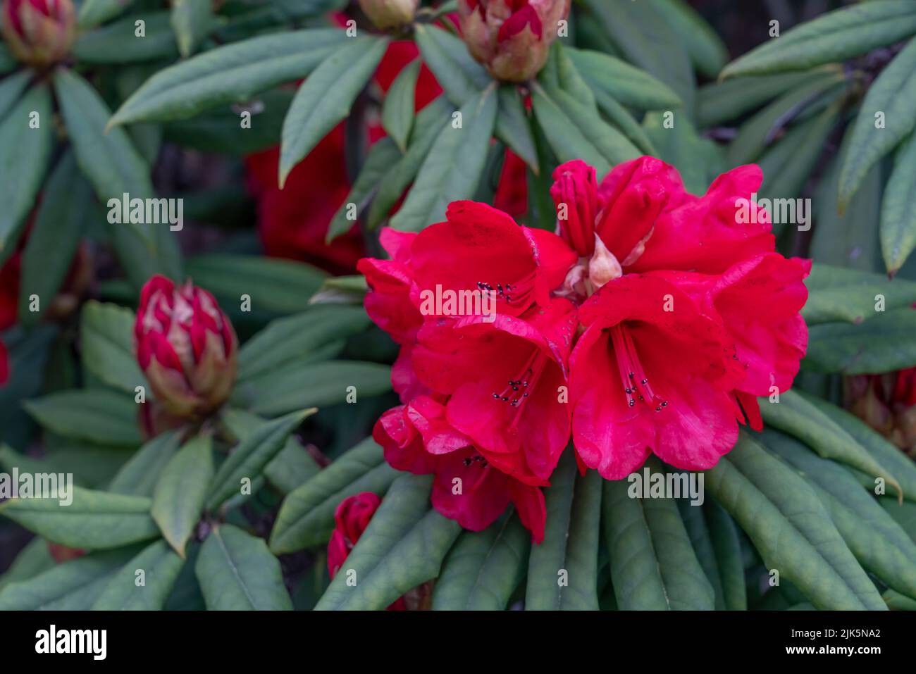 Spring flowers in vancouver british hi-res stock photography and images ...