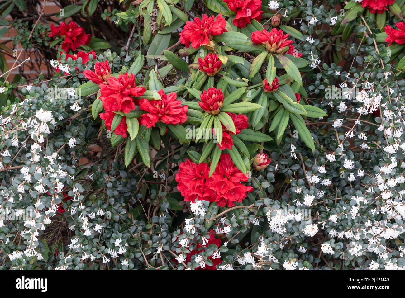 Spring flowers in vancouver british hi-res stock photography and images ...