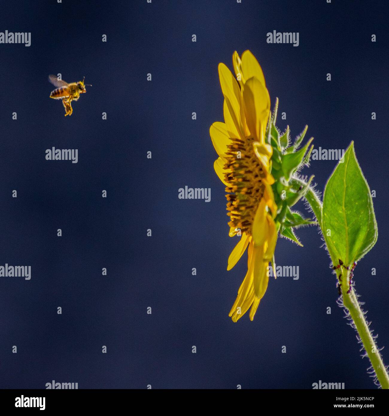 Honey Bee in flight to collect nectar from sunflower Stock Photo - Alamy