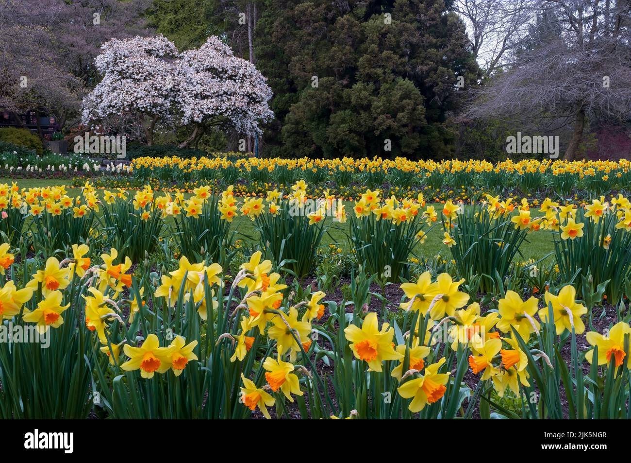 Spring flower gardens in full bloom in Stanley Park, Vancouver, British ...