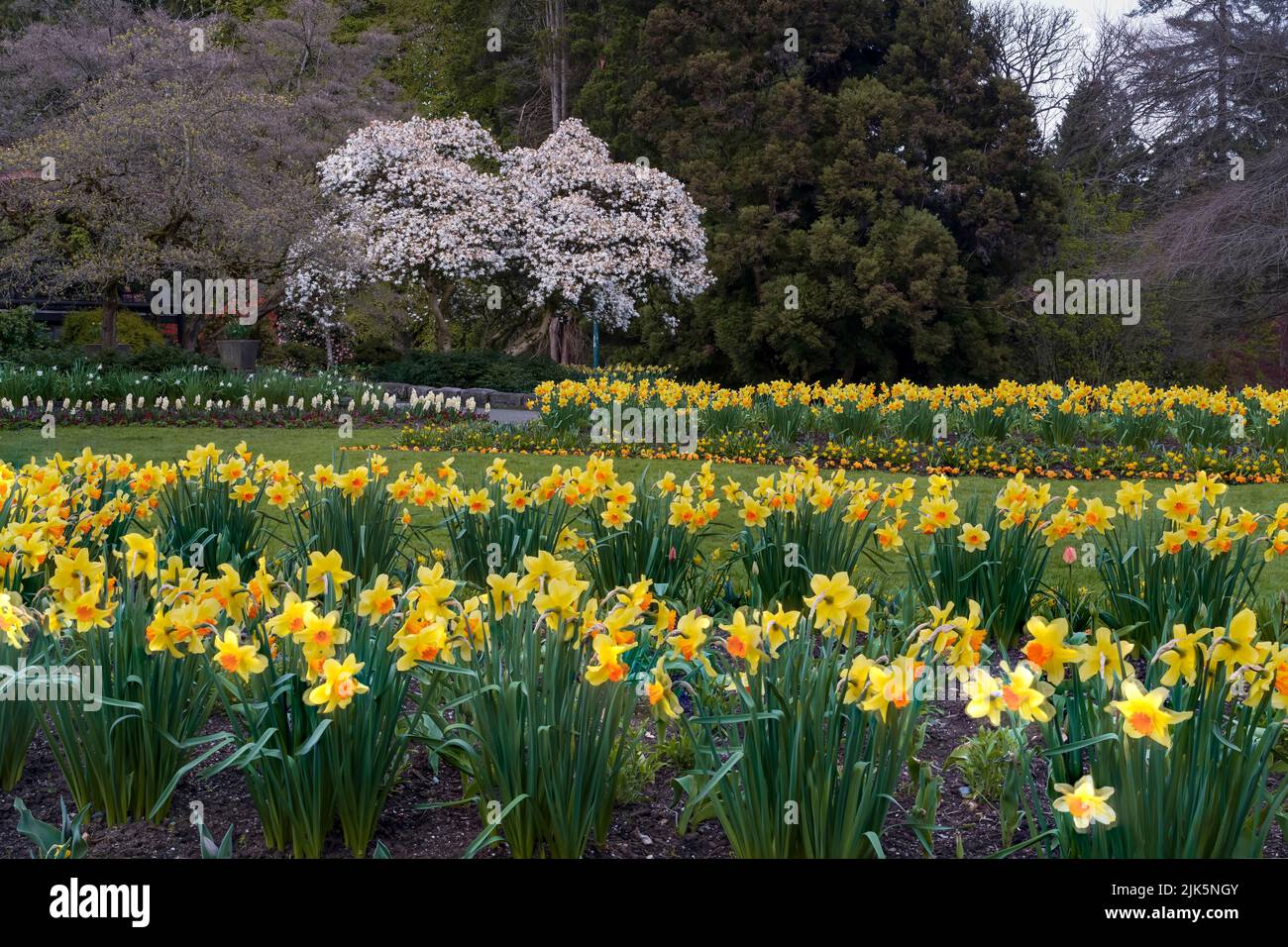 Spring flower gardens in full bloom in Stanley Park, Vancouver, British ...