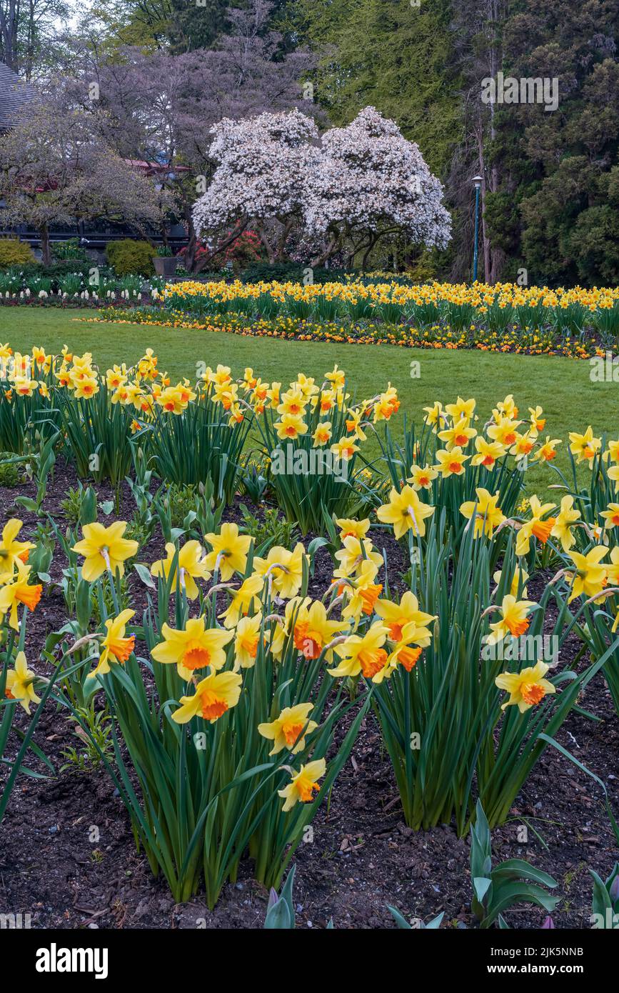Spring flower gardens in full bloom in Stanley Park, Vancouver, British ...