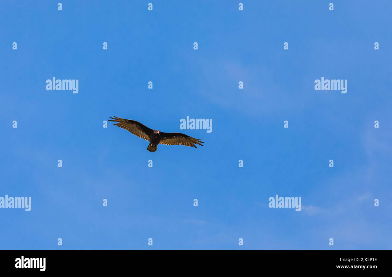 Flying turkey vulture in the sky. Turkey Vulture, Cathartes aura ...
