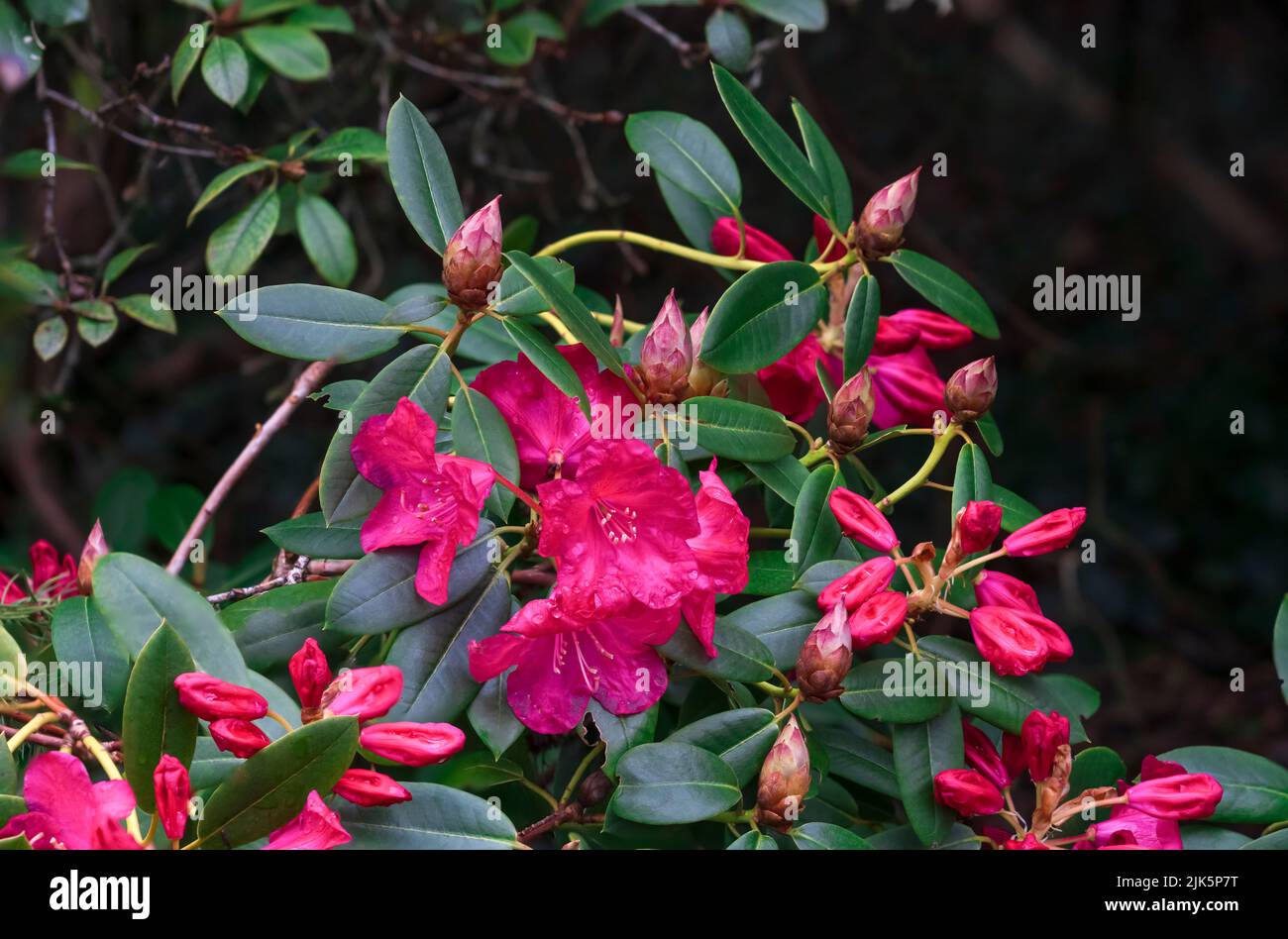 Botanicfal gardens hi-res stock photography and images - Alamy
