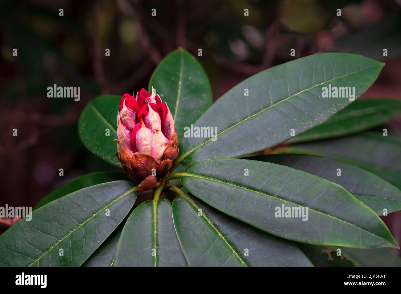 Botanicfal gardens hi-res stock photography and images - Alamy