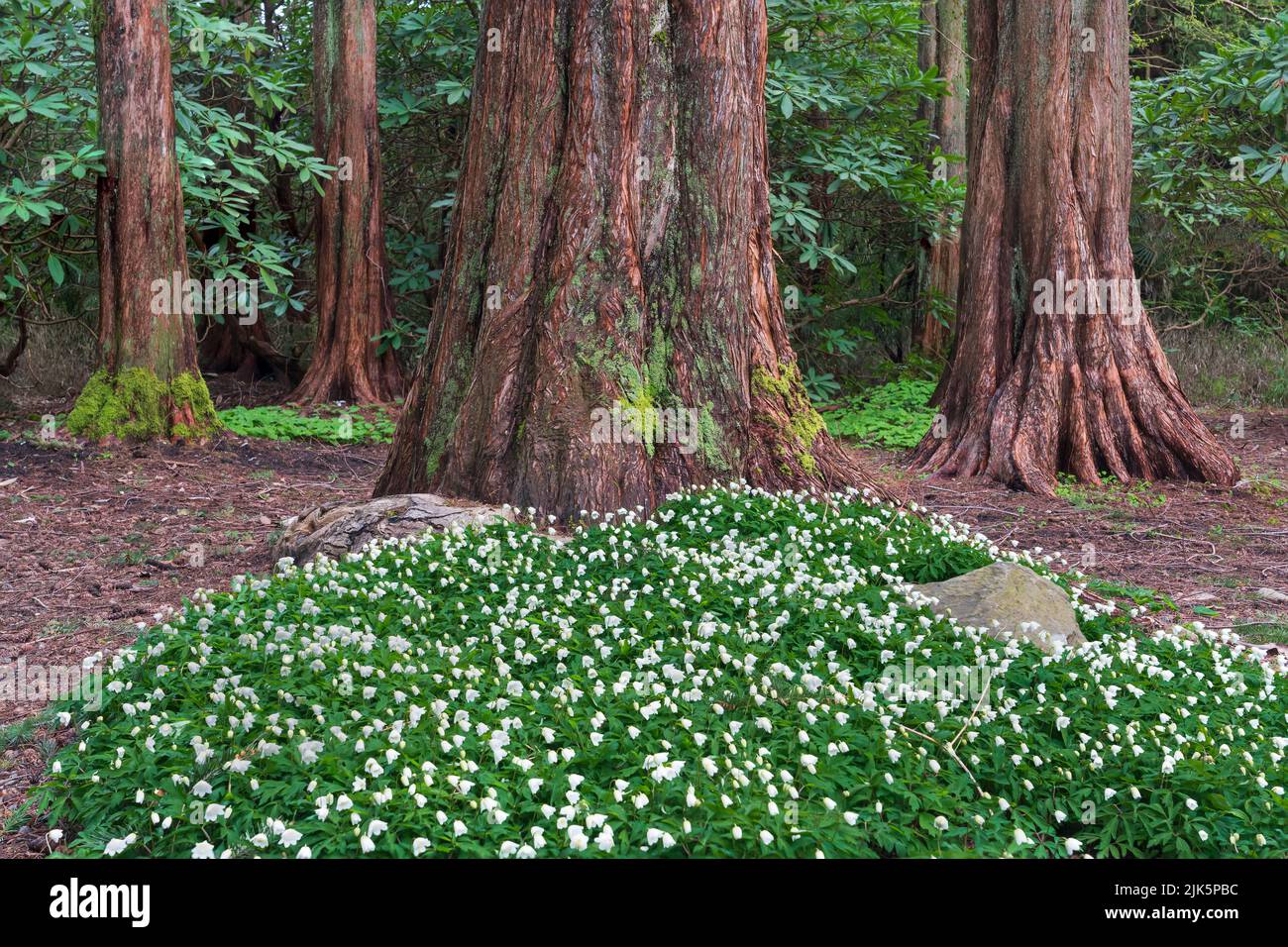 Spring blossoms and redwood trees in the Van Dusen Botanical Gardens ...