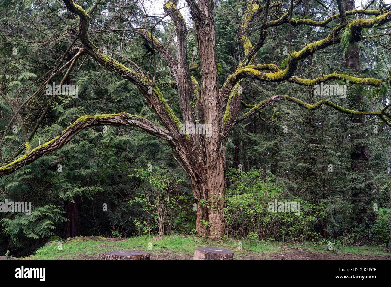 Spring blossoms and redwood trees in the Van Dusen Botanical Gardens ...