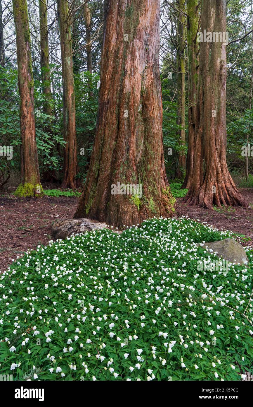 Spring blossoms and redwood trees in the Van Dusen Botanical Gardens ...