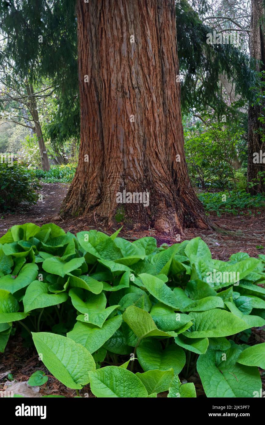 Botanicfal gardens hi-res stock photography and images - Alamy