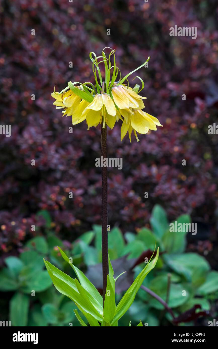 Botanicfal gardens hi-res stock photography and images - Alamy