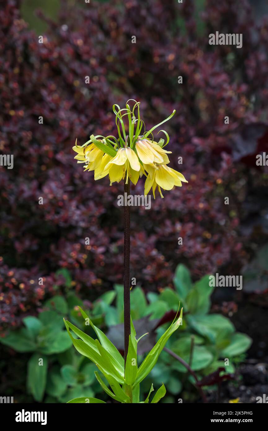 Botanicfal gardens hi-res stock photography and images - Alamy