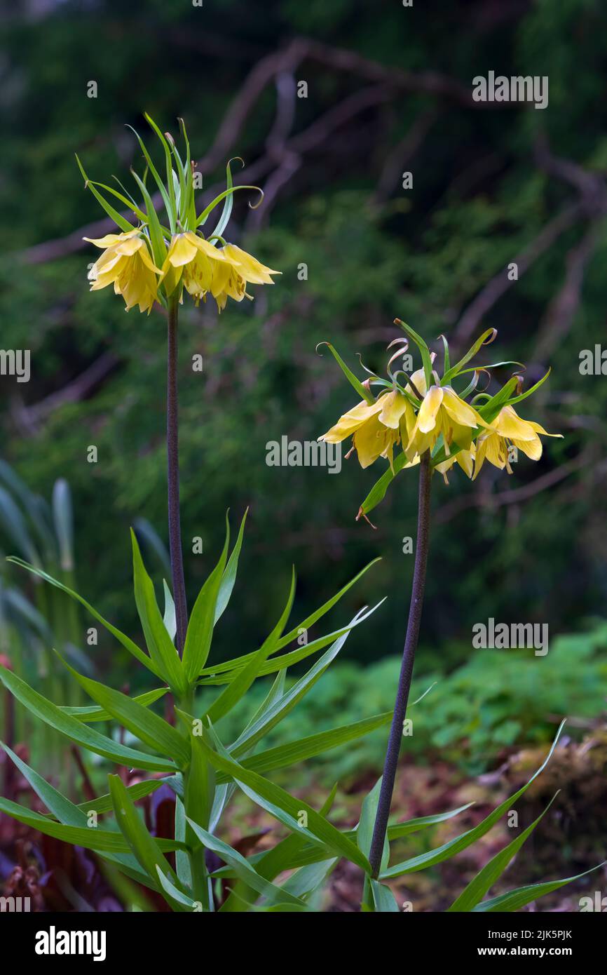 Botanicfal gardens hi-res stock photography and images - Alamy