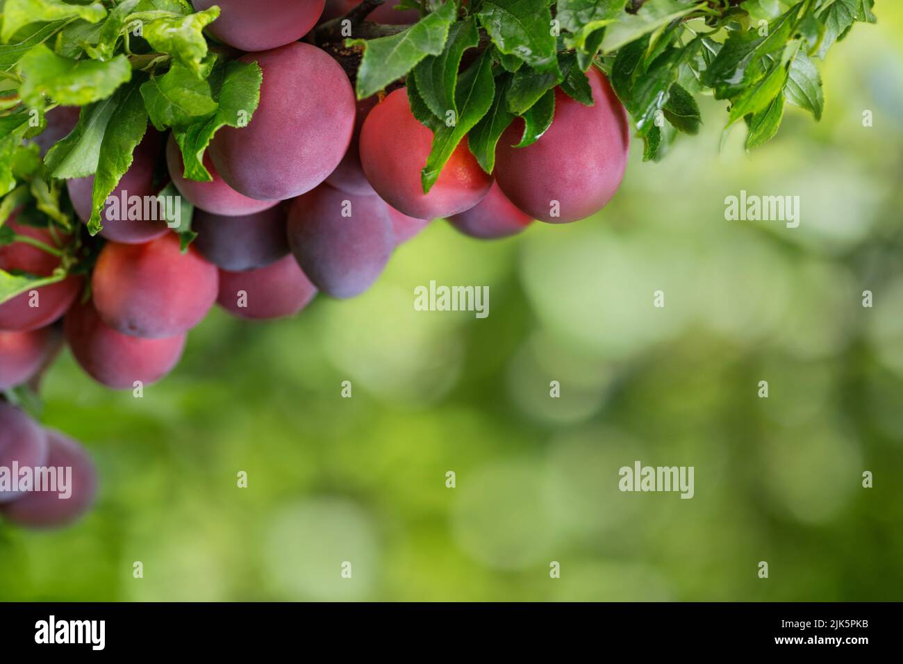 Plums harvest in garden hi-res stock photography and images - Alamy