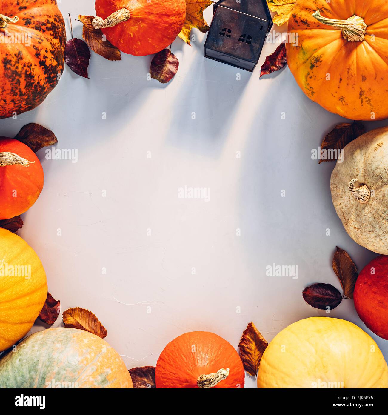 Colorful pumpkins and fallen leaves in sunlight for Halloween ...