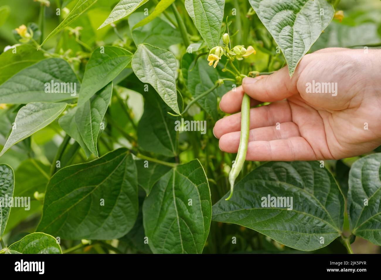 Vegetable hand hi-res stock photography and images - Alamy