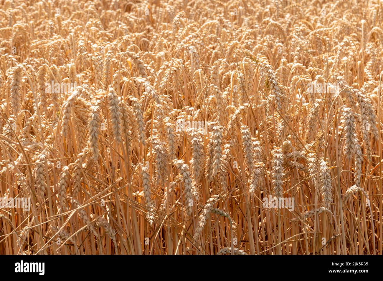 Field gold wheat hi-res stock photography and images - Alamy