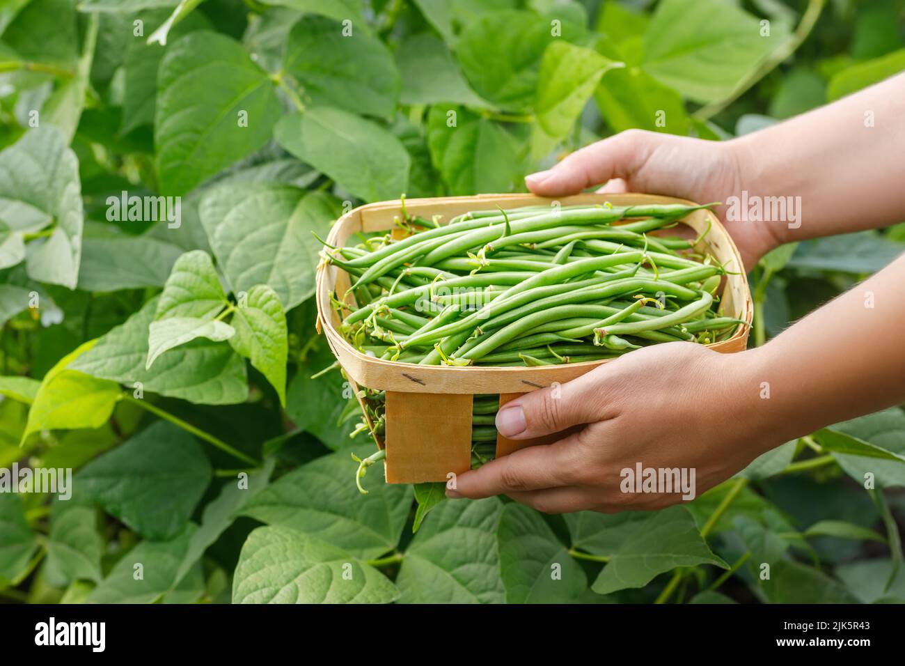 Hand basket hi-res stock photography and images - Alamy
