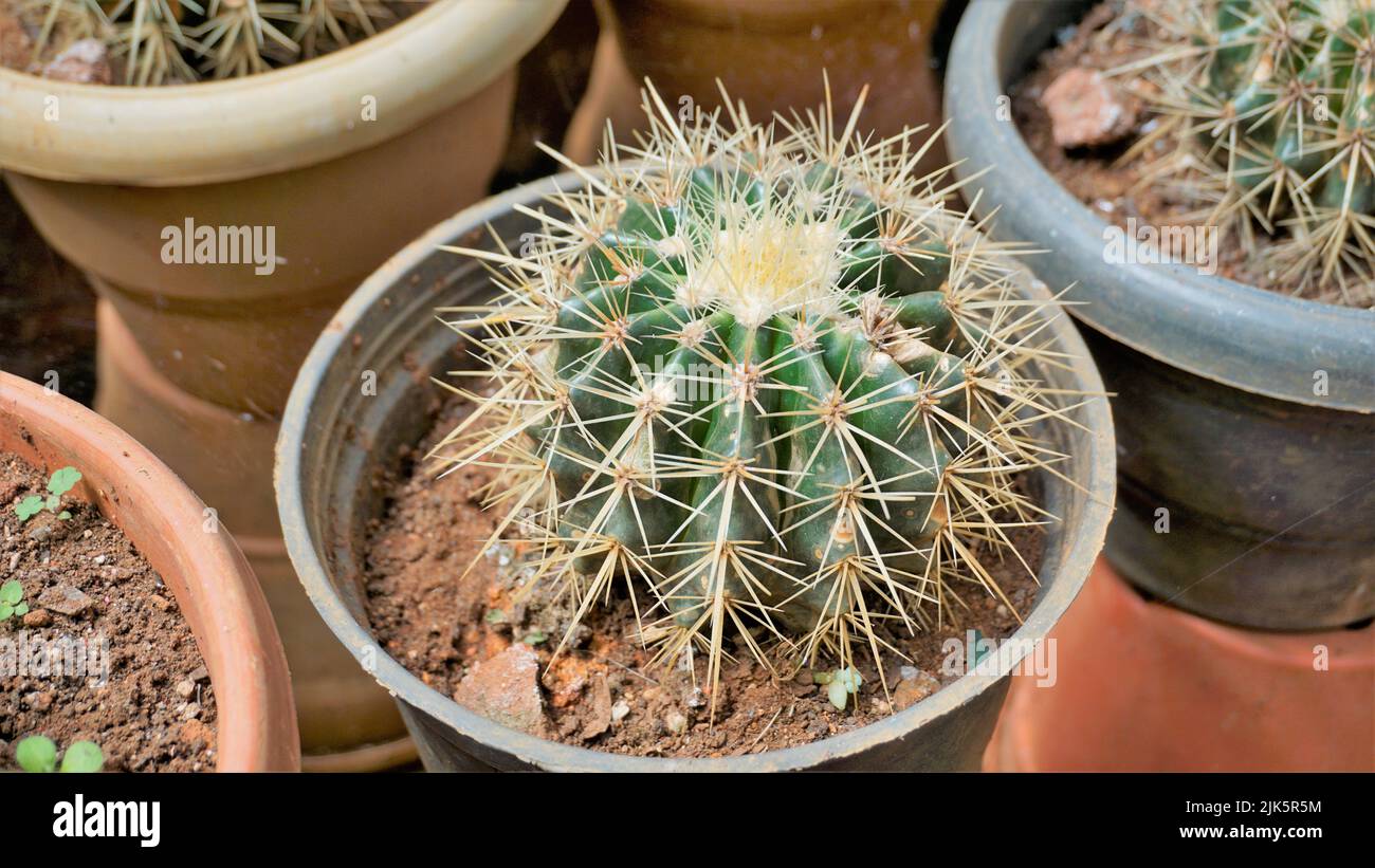 Beautiful indoor cactus pot plants of Echinocactus grusonii or ...