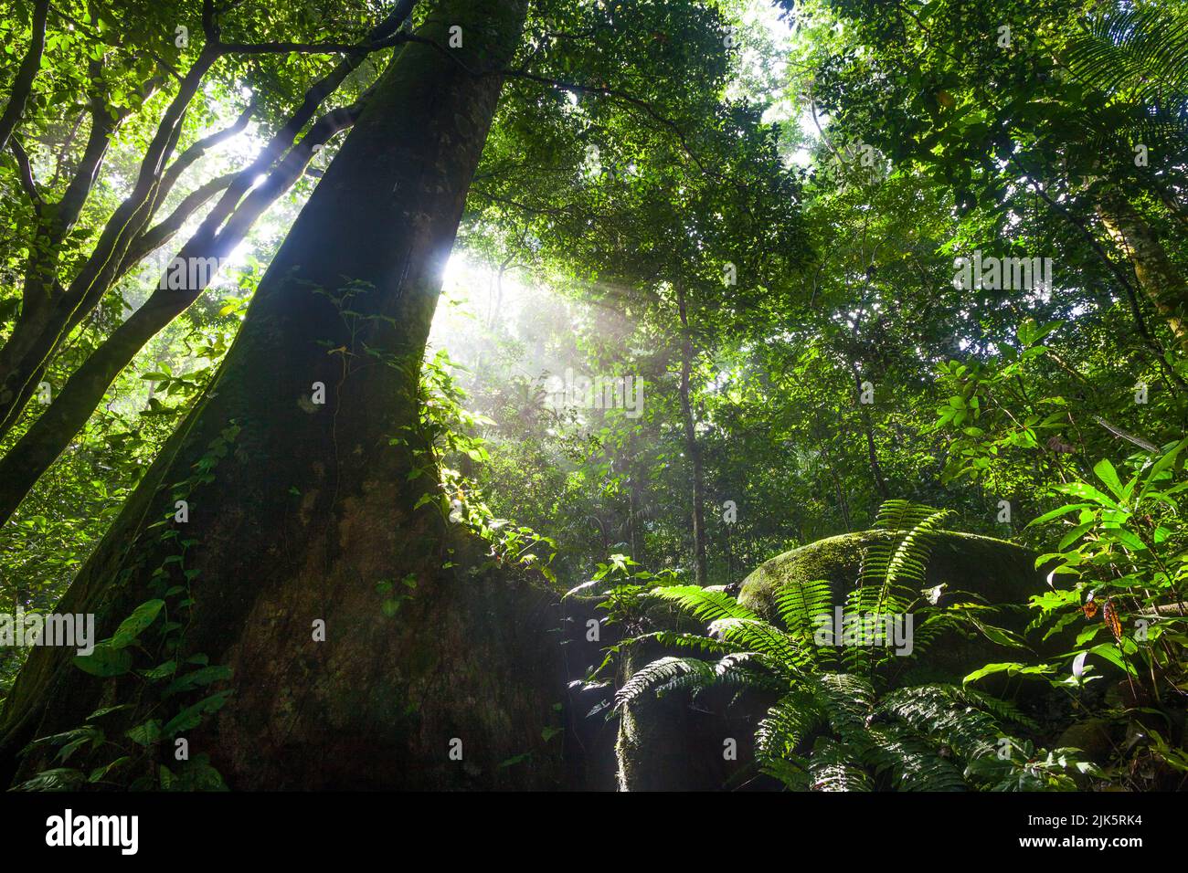 Wet humid lowland hi-res stock photography and images - Alamy