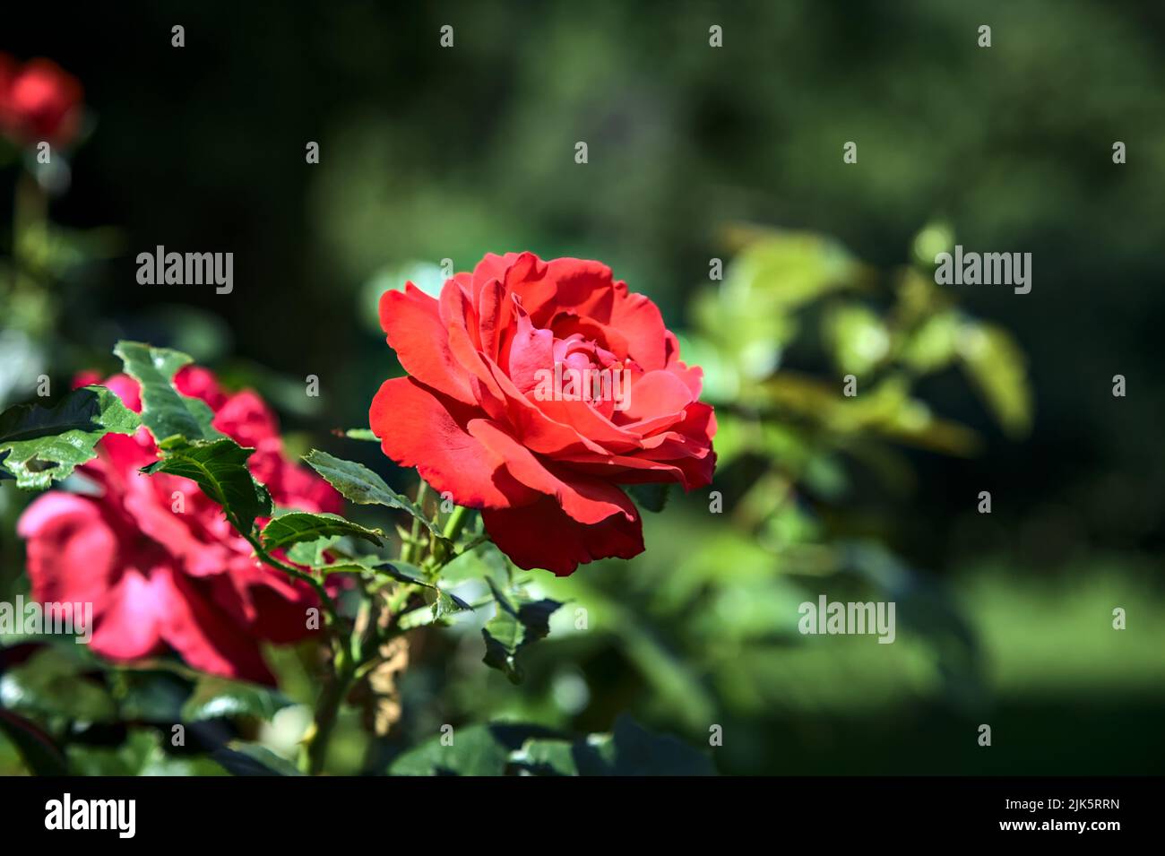 Red roses in bloom on a sunny day seen up close Stock Photo - Alamy