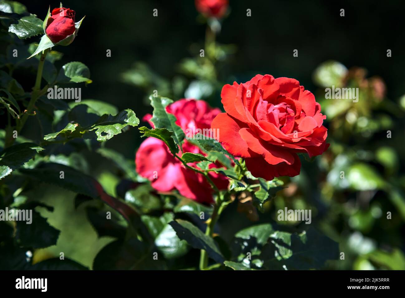 Cut red roses on grass hi-res stock photography and images - Alamy