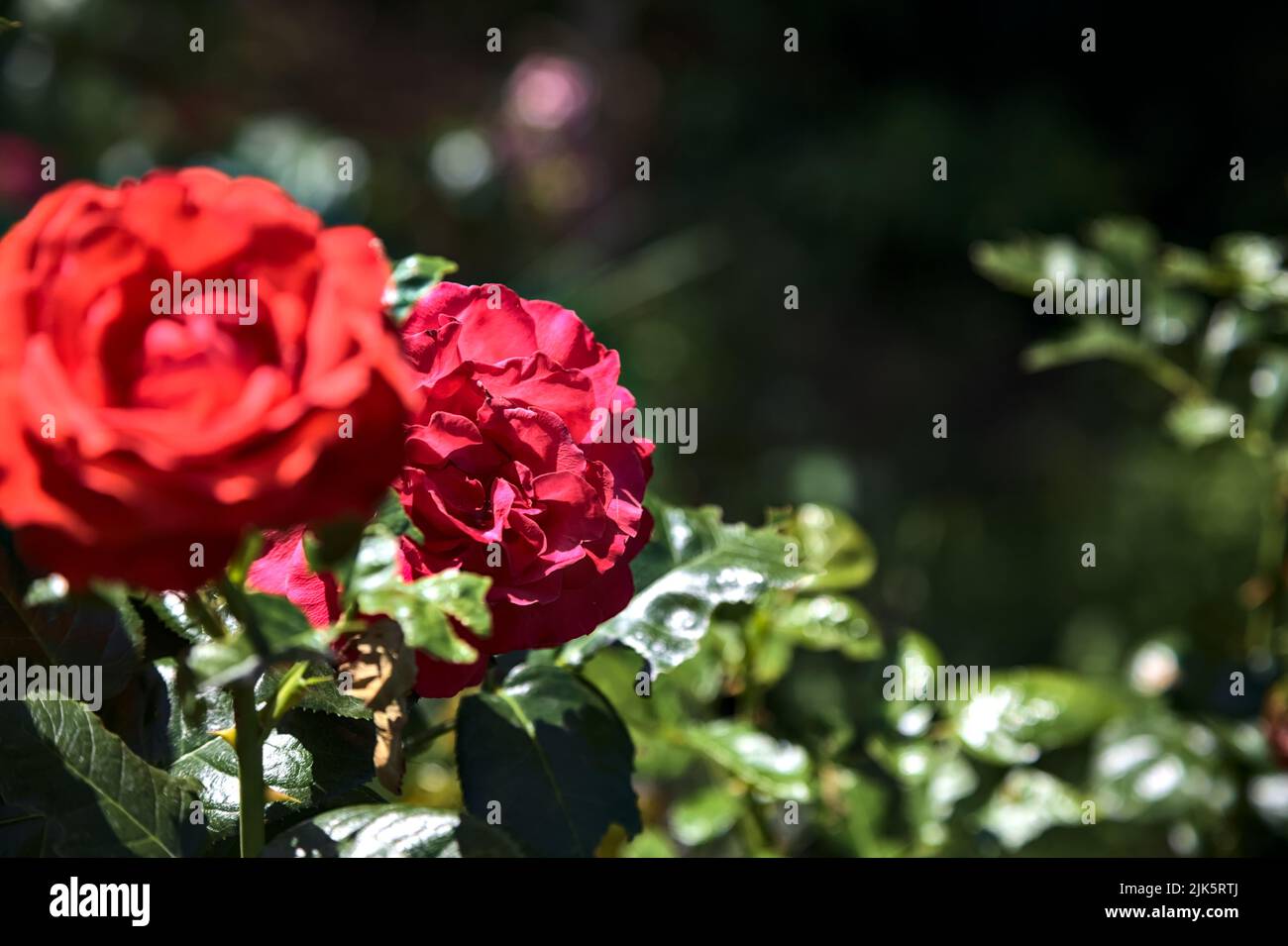 Cut red roses on grass hi-res stock photography and images - Alamy