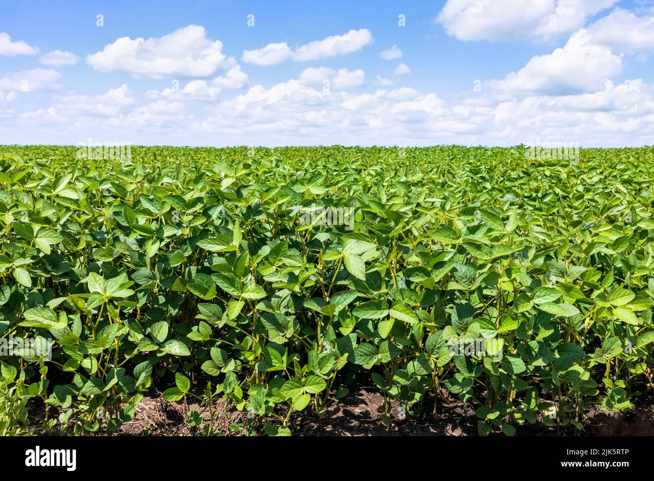 green soybean field with blue sky background Stock Photo - Alamy