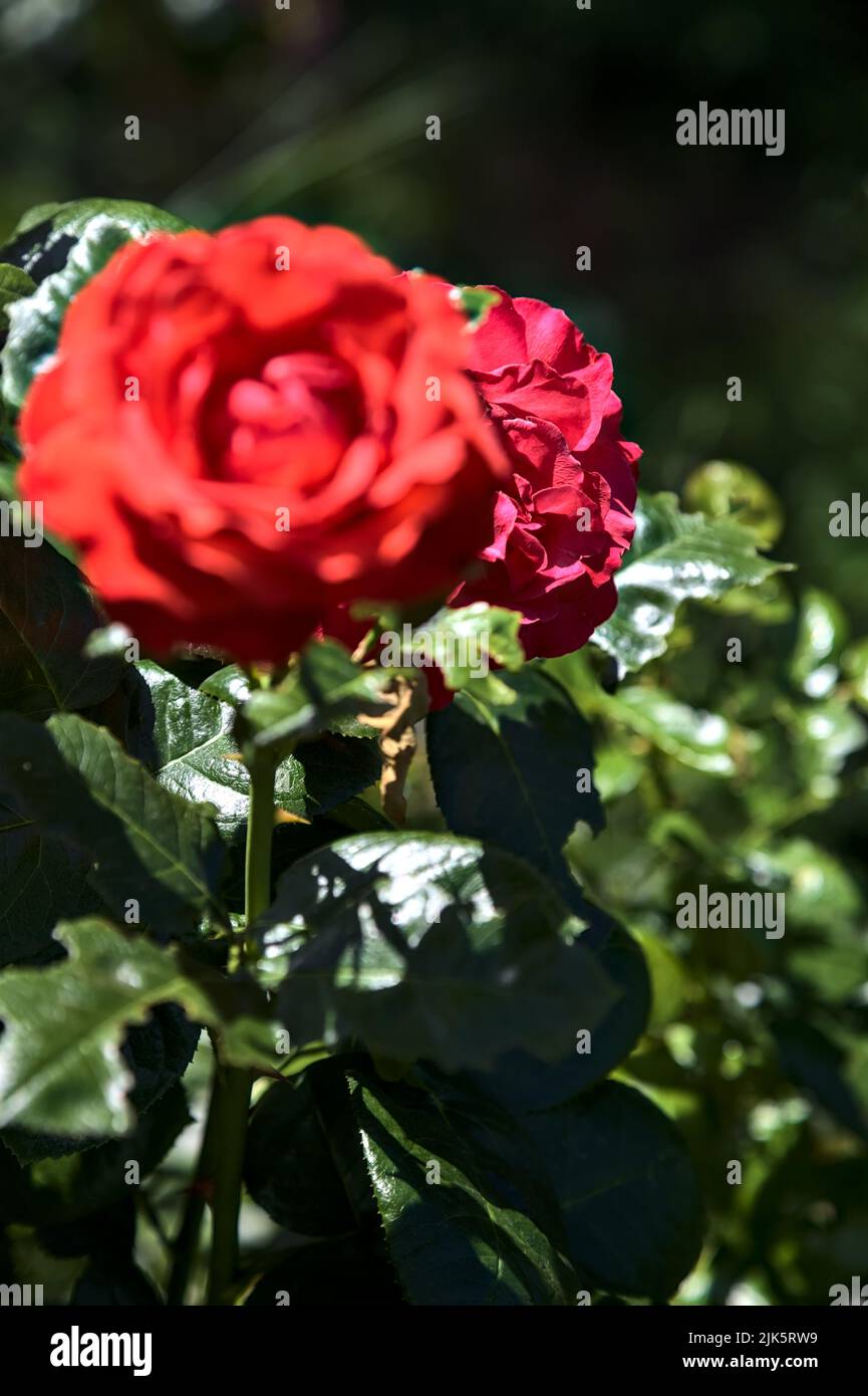 Cut red roses on grass hi-res stock photography and images - Alamy