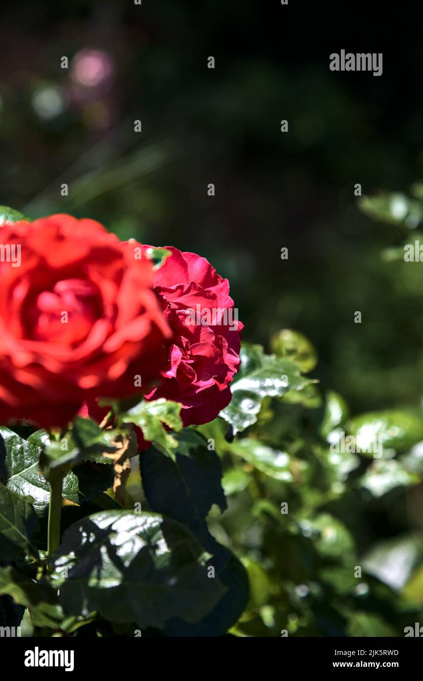 Red roses in bloom on a sunny day seen up close Stock Photo - Alamy