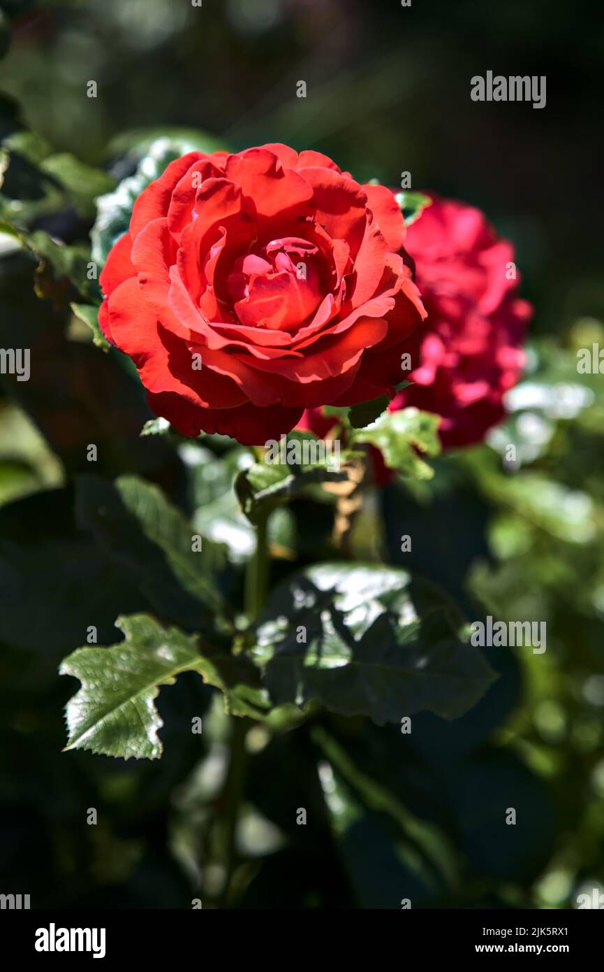 Cut red roses on grass hi-res stock photography and images - Alamy
