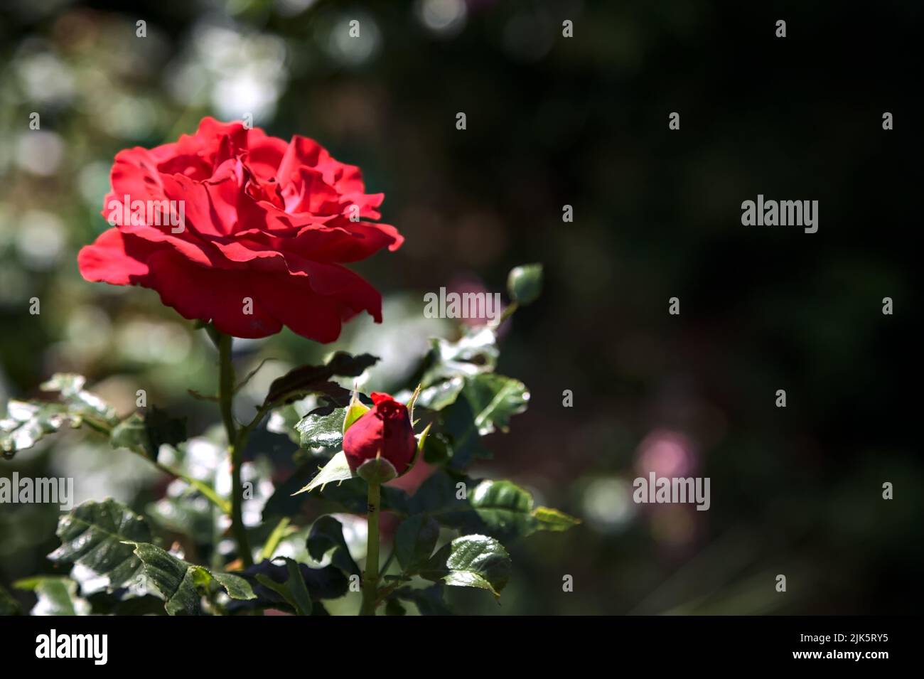 Cut red roses on grass hi-res stock photography and images - Alamy