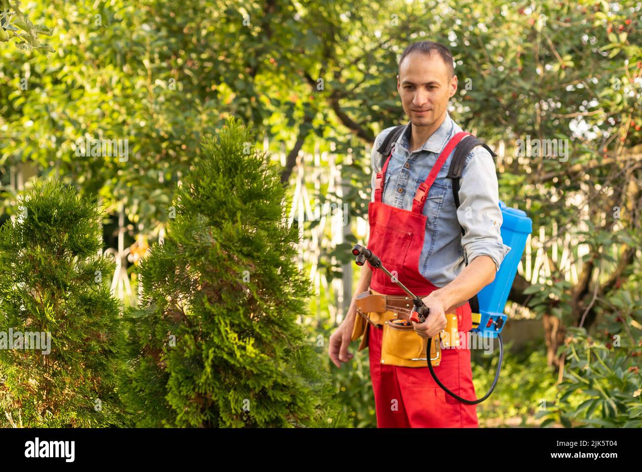 Gardener applying insecticide fertilizer to his thuja using a sprayer ...